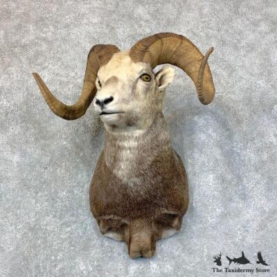 #22738 E+ | Stone Sheep Taxidermy Shoulder Mount For Sale | eBay