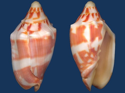 Shell Cymbiola deshayesi Seashell | eBay