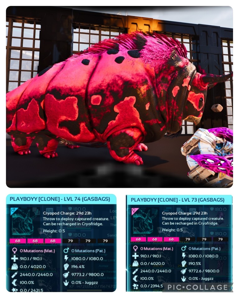 ark survival ascended pve VARIOUS COLOUR GASBAG BREEDING PAIR CLONES | eBay