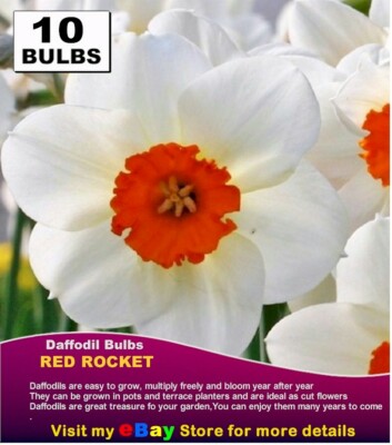 DAFFODIL BULBS (Narcissus) RED ROCKET - 10x BULBS | eBay Australia