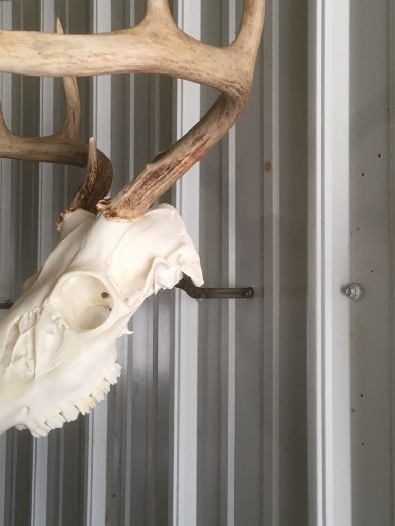 European Deer Skull Mounting Bracket | eBay