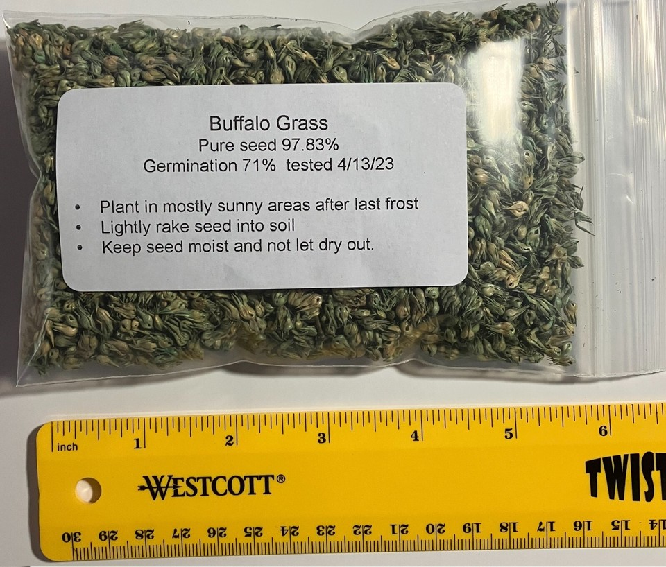 2 oz BUFFALO GRASS Seed Native Prairie Sedge Low Maintenance Drought ...