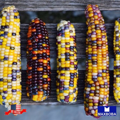 Corn Seeds - Popcorn - Rainbow Jewel Vegetable Non-GMO - Heirloom | eBay