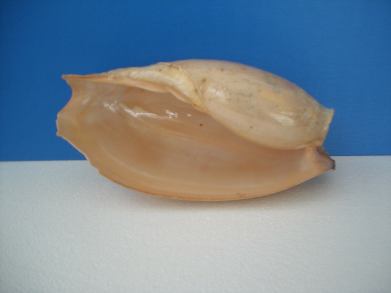 CONCHIGLIA SHELL GRANDE TIPO CYMBIUM GLANS CHIARA 26x12x9 ANNI '80 | eBay