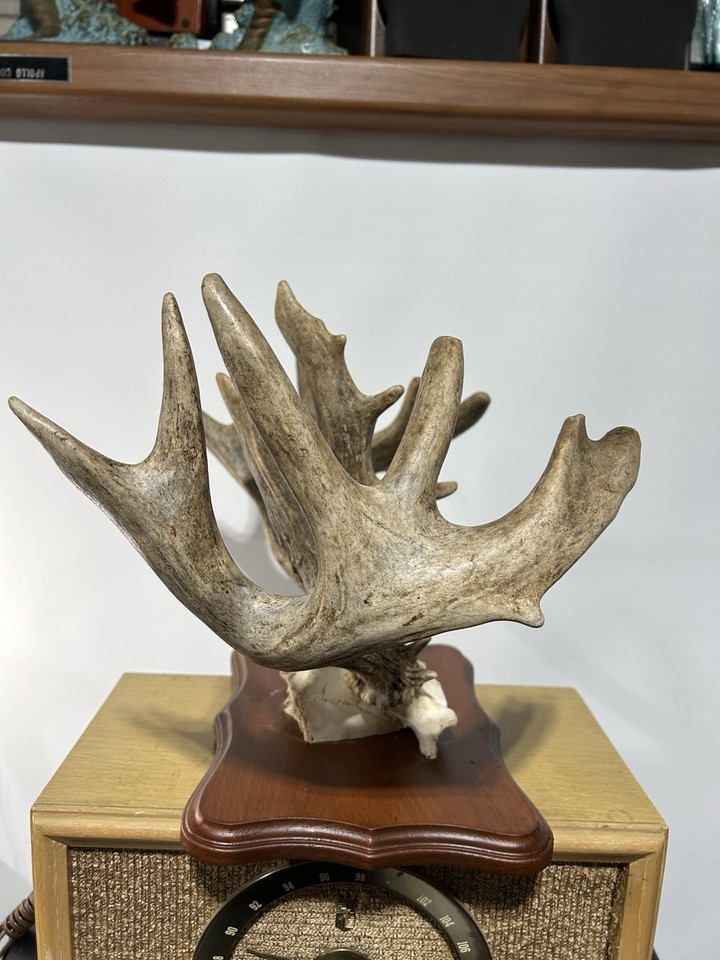 Whitetail Deer 15 Point Buck Antler Rack Horn Sheds Wood Plaque | eBay
