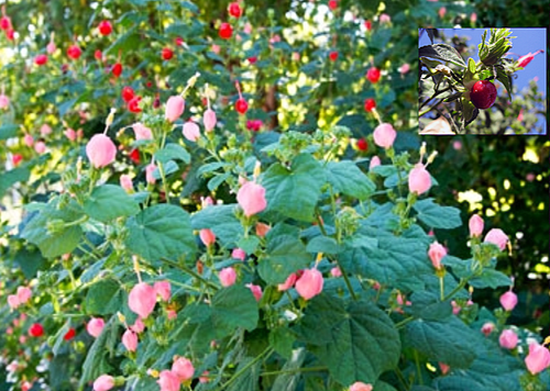 7 PINK & 8 RED Turk's Cap SEEDS, Sleepy Mallow Hibiscus Organic 10/2024 ...
