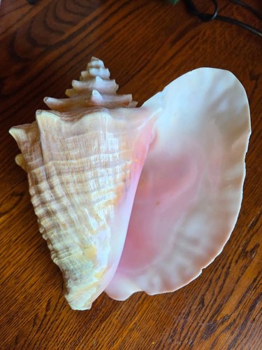 10 Inch Queen Conch Shell BRIGHT Natural Pink Perfect Lip No Holes | eBay