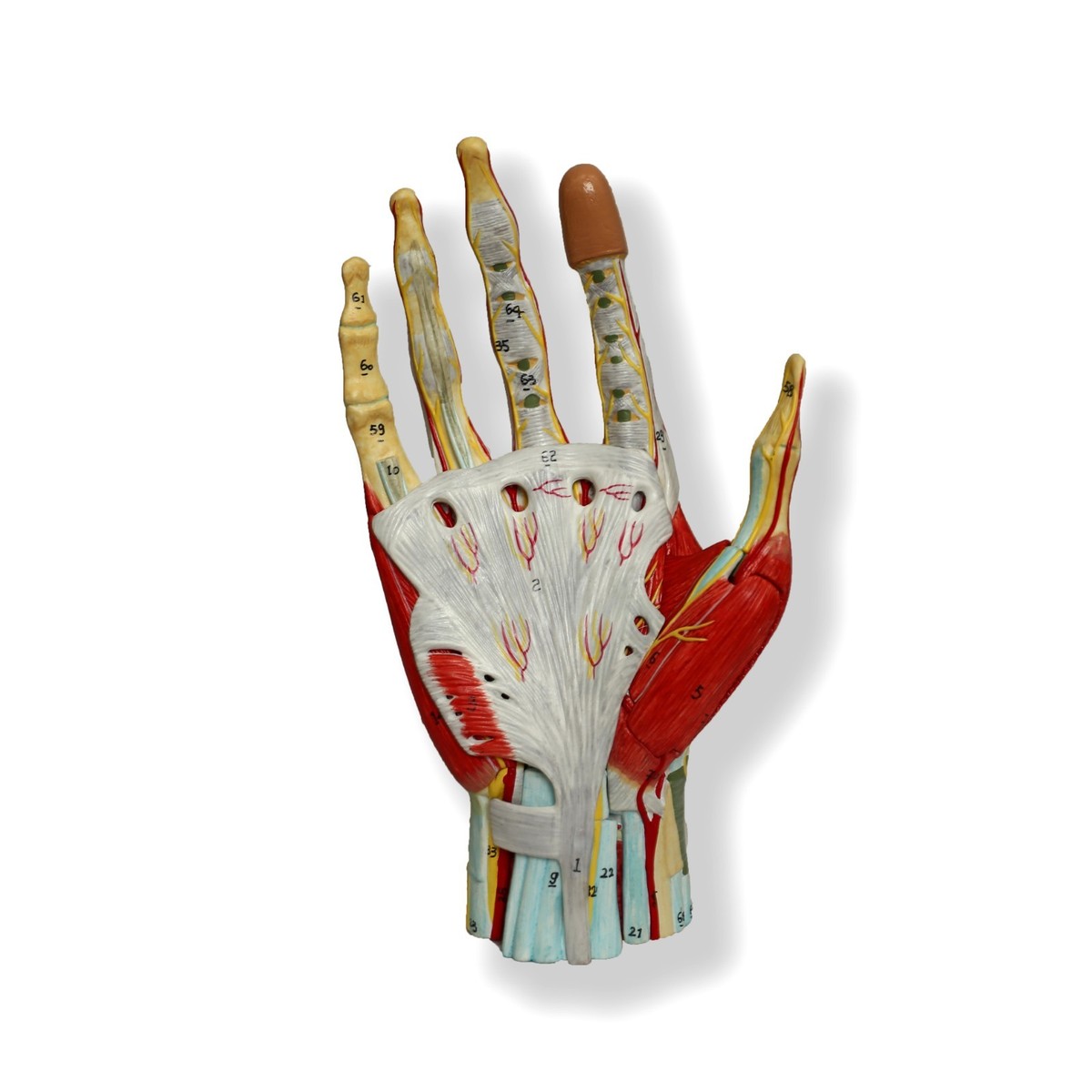 Large Human Finger Joints