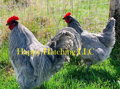 Poultry - Blue Hatching Eggs
