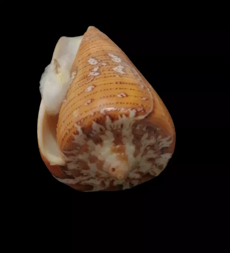 Shell CONUS CEDONULLI W/O St.Vincent 49,0 mm # AWESOME PATTERN | eBay