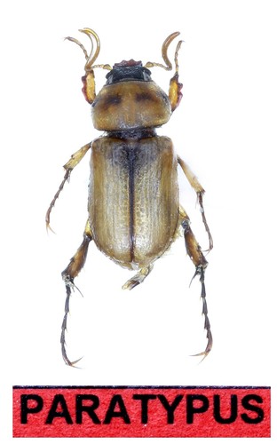Scarabaeidae, Rutelinae, Microlontha iranica Uliana & Keith,2022 ...