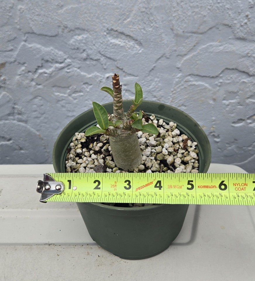 Arabicum Champ Crown Adenium Bonsai Tree Desert Rose Live Plant Thai ...