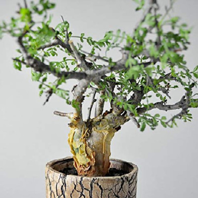 Guggul TREE Commiphora wightii fragrant resin bonsai rare myrrh seed 5 ...