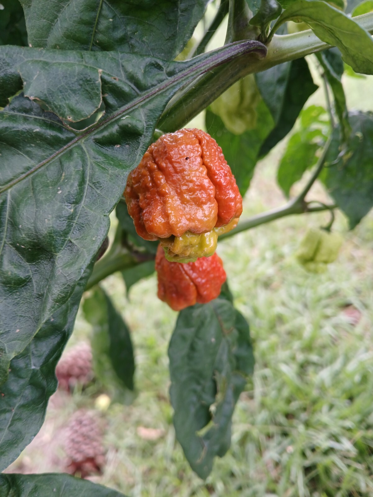 (15) Caramel 7 Pot Brain Strain Pepper Seeds | eBay
