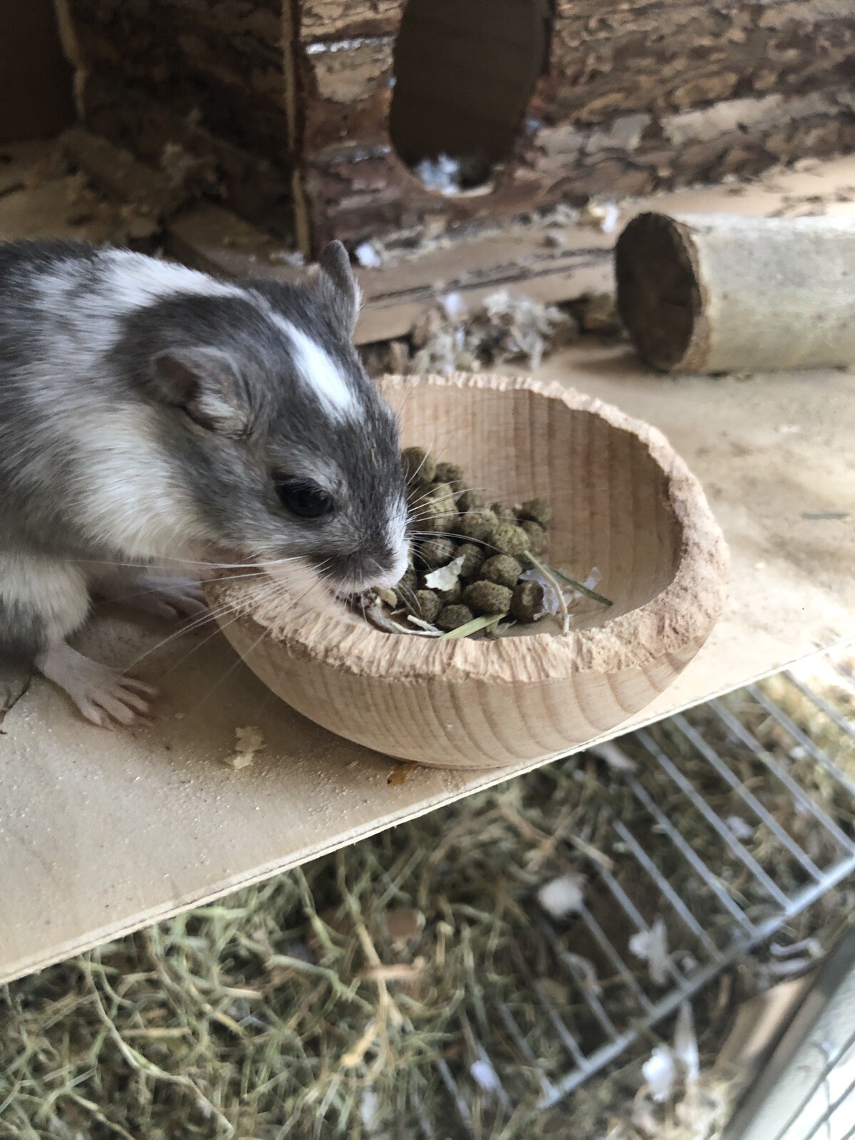 Gerbil Chew Toys / Food Bowl Hamster | eBay UK