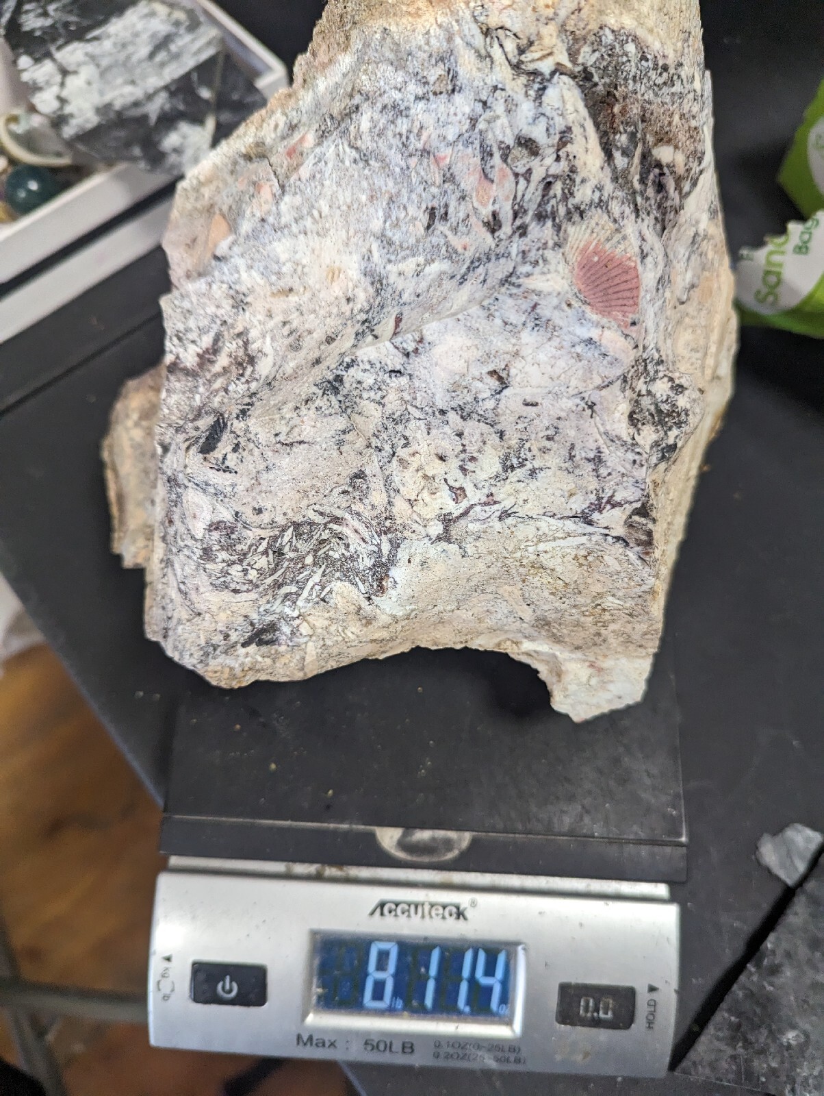 Huge 8.7lb Large Natural Chert Coral w Coquina Shell Fossil Dothan ...