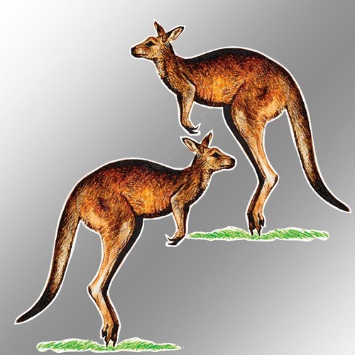 Australian Kangaroo bumper sticker vinyl animal decal die cut mirrored ...