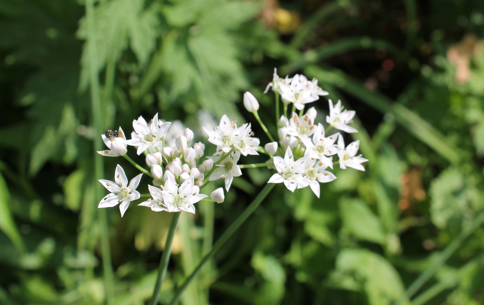20 RAMP / WILD LEEK Allium Tricoccum Ramps Vegetable Herb Shade Flower ...