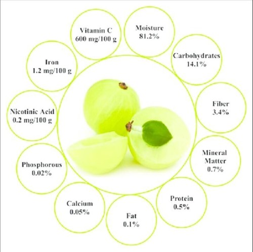 Gooseberry Emblica Indian Amla Phyllanthus Live Seeds 100% Naturally ...