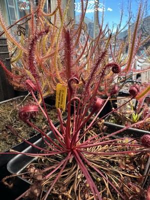Drosera Capensis "Narrow Red Leaf" carnivorous plant sundew seeds 50 ...