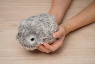 Casio AI Pet Moflin Communication Robot silver PE-M10SR Japan F/S | eBay