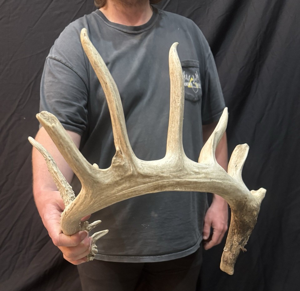Drop Beam 86 6/8 Whitetail Deer Shed Antlers Horns Taxidermy Mount Man ...