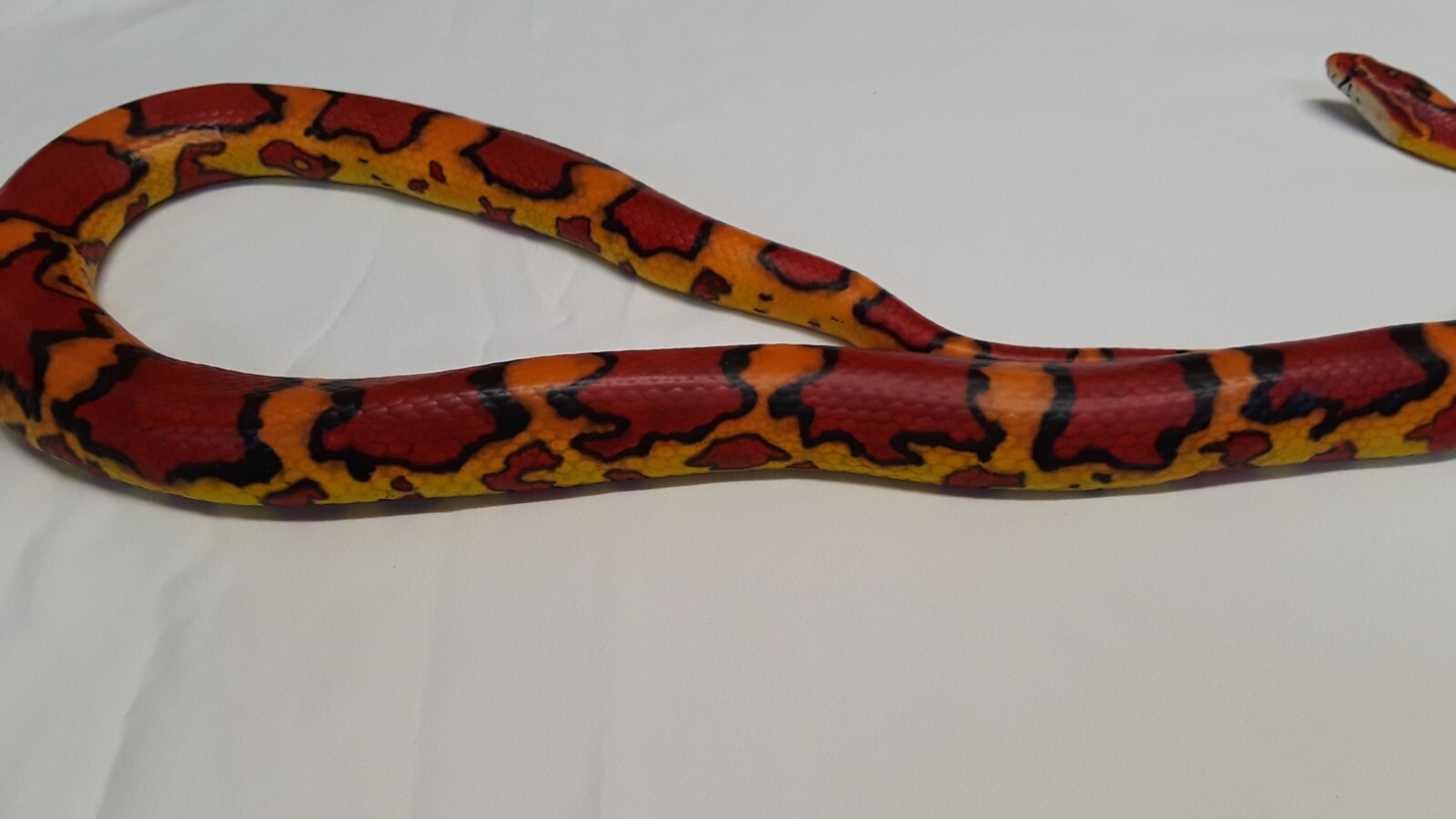 Rare Lifesize Adult Corn Snake Replica (Taxidermy) | eBay