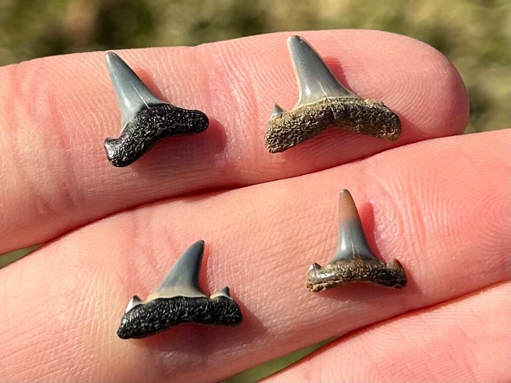 Sand Tiger Shark Teeth