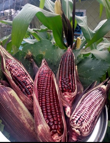 50+ SEEDS Double Red Sweet Corn Seeds, Non-GMO | eBay