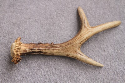 NATURALLY SHED WILD ROE DEER ANTLER (HORN, CABIN, KNIFE, CARVING, ART ...