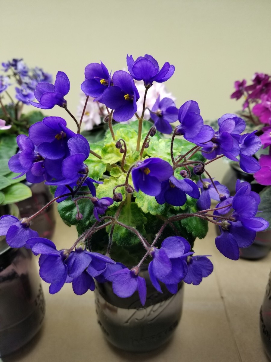 African Violet Design African Violet Surround In Florissant, MO
