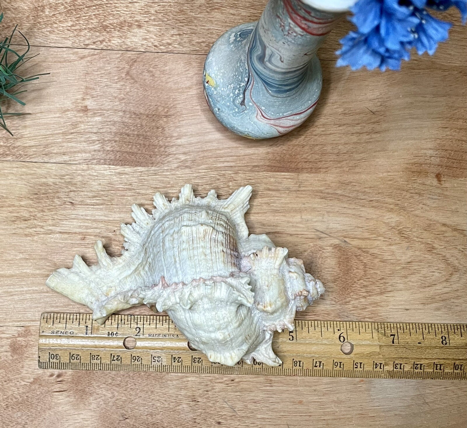 LARGE MUREX SPIKED CONCH SHELL APPROXIMATELY 5.5” | eBay