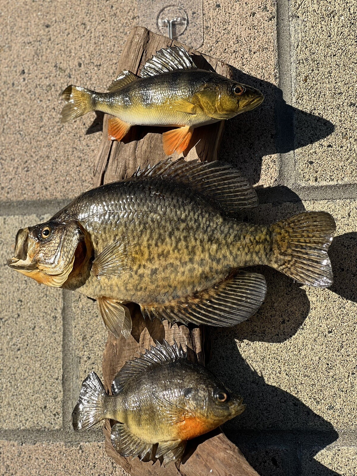 Beautiful Sunfish Crappie Perch Fish Taxidermy Wall Mount Art Wildlife ...