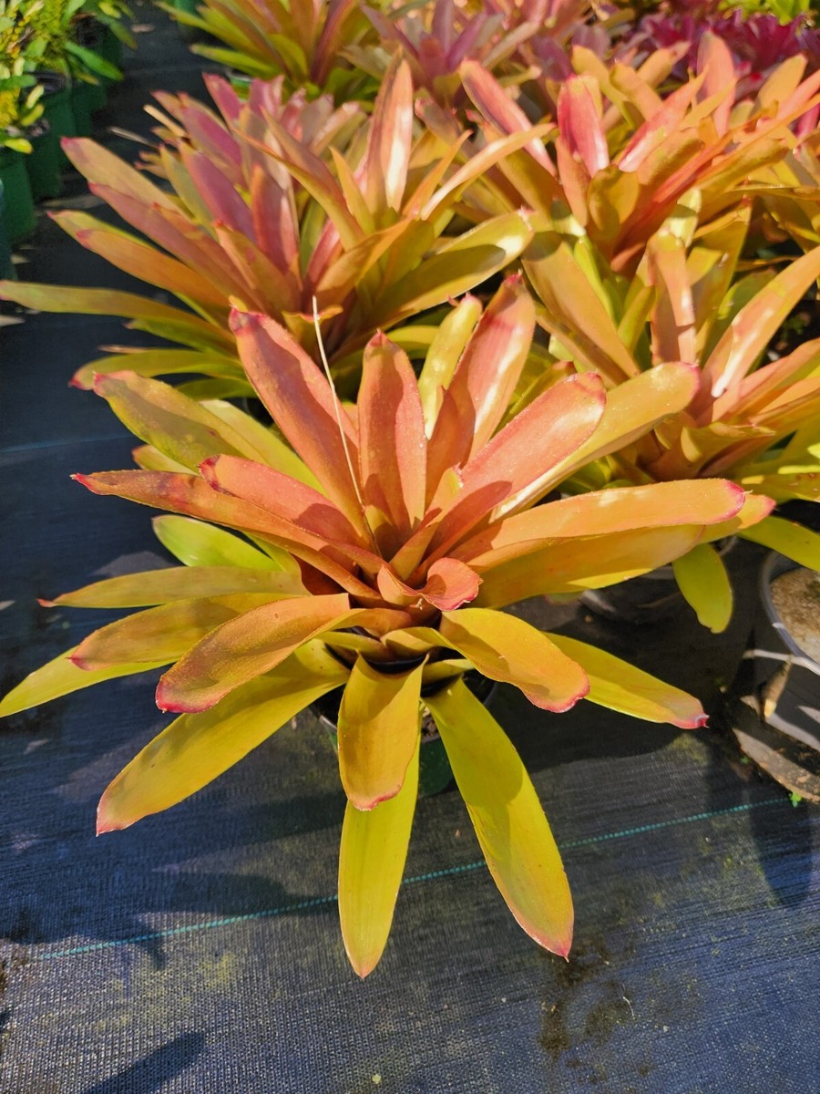 Orange Bromeliad Plant Guzmania Plant | Plants By Post | Bunches