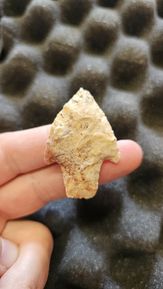 Red & White Coral Newnan Florida Artifact Relic | eBay