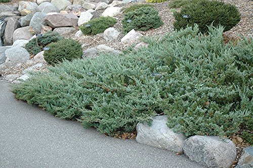 Junipers Ground Cover