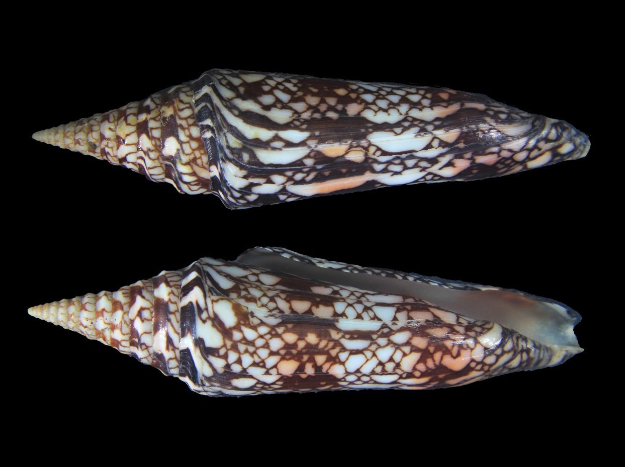 Seashell : LARGE Conus milneedwardsi 160 mm F++ (from India) | eBay