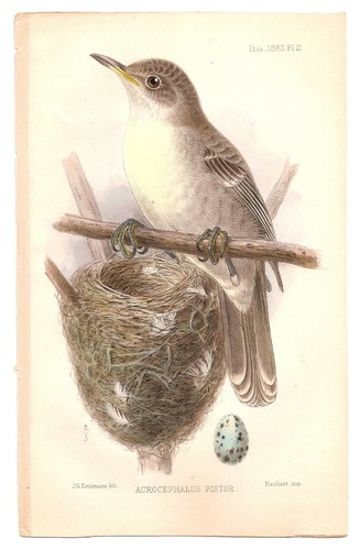 Keulemans: hand-colored lithograph, IBIS J., Warbler, Bokikokiko, Line ...