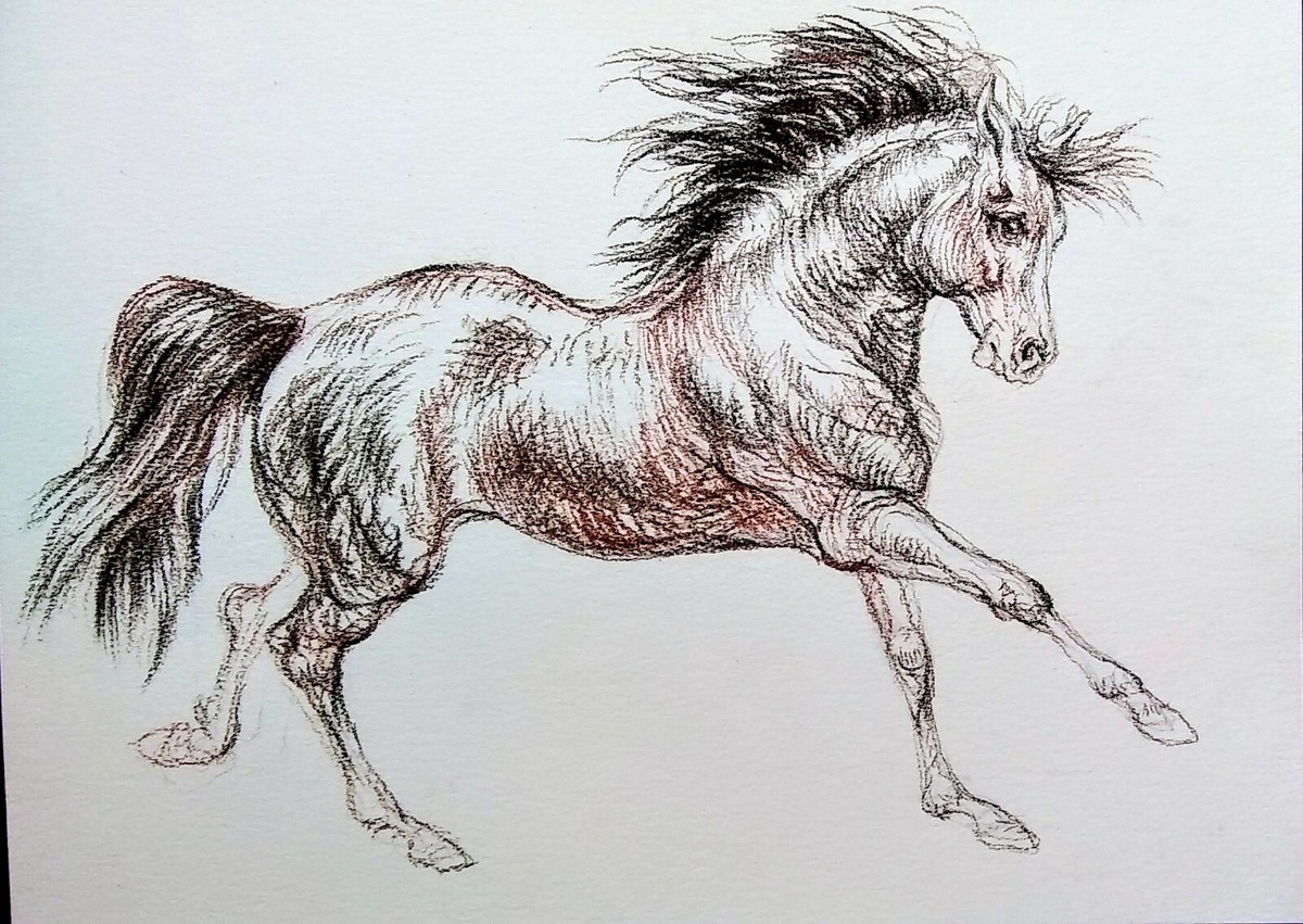 Running Horse Drawings In Pencil Large Running Horse Pen Drawing
