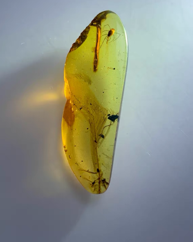 Cretaceous Fossil Burmese amber burmite tick insect feather amber ...