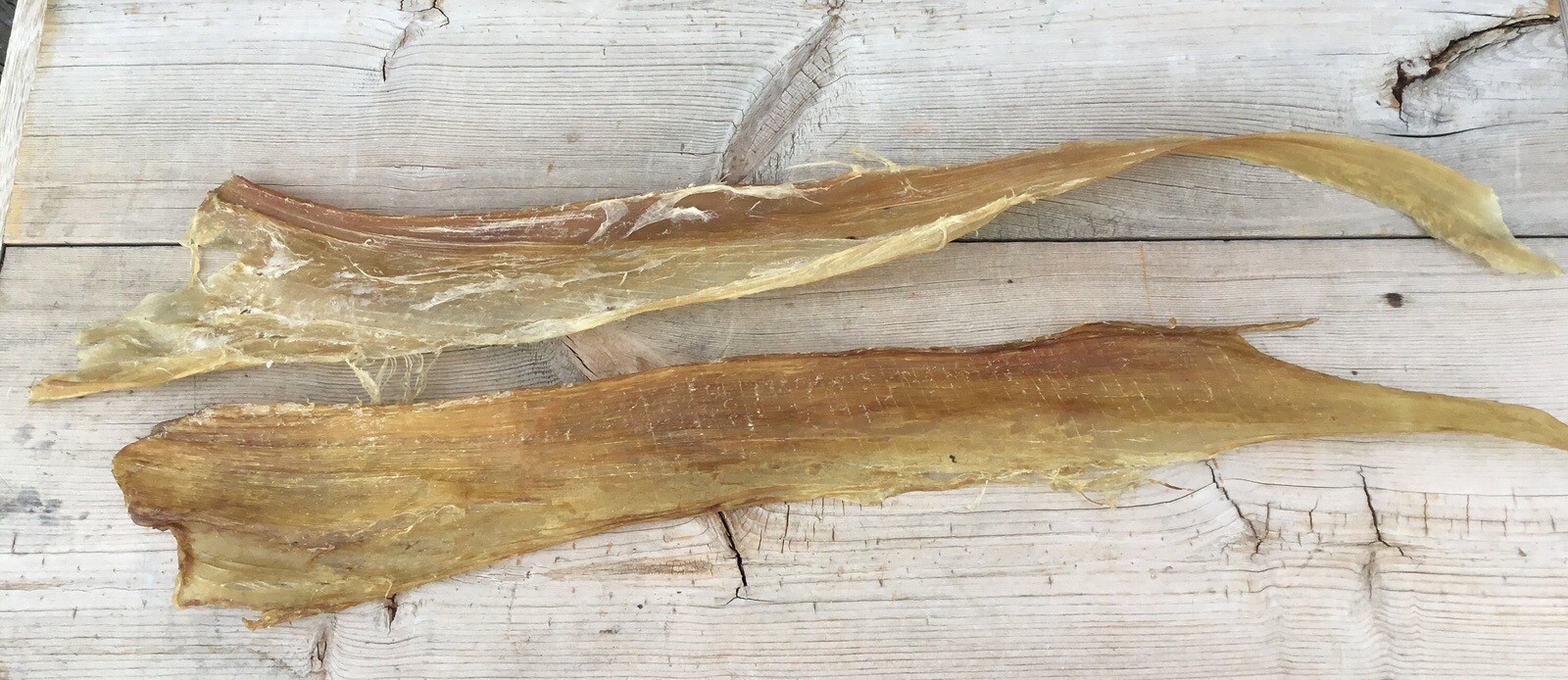 2 Elk Backstrap Sinew Authentic 19-22” | eBay