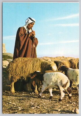 Postcard A Shepherd Boy Guarding His Flock Jerusalem Israel Sheep | eBay