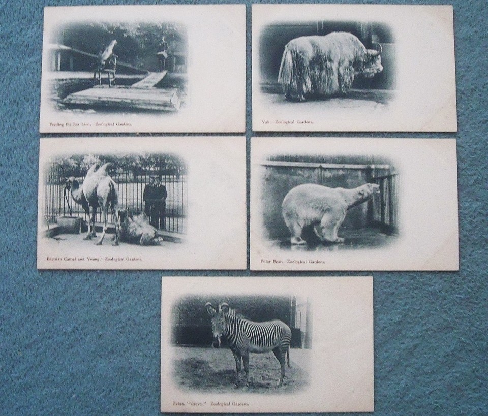 Collection x 14 Antique ZOOLOGICAL Postcards c1900s Zoo Animals London ...