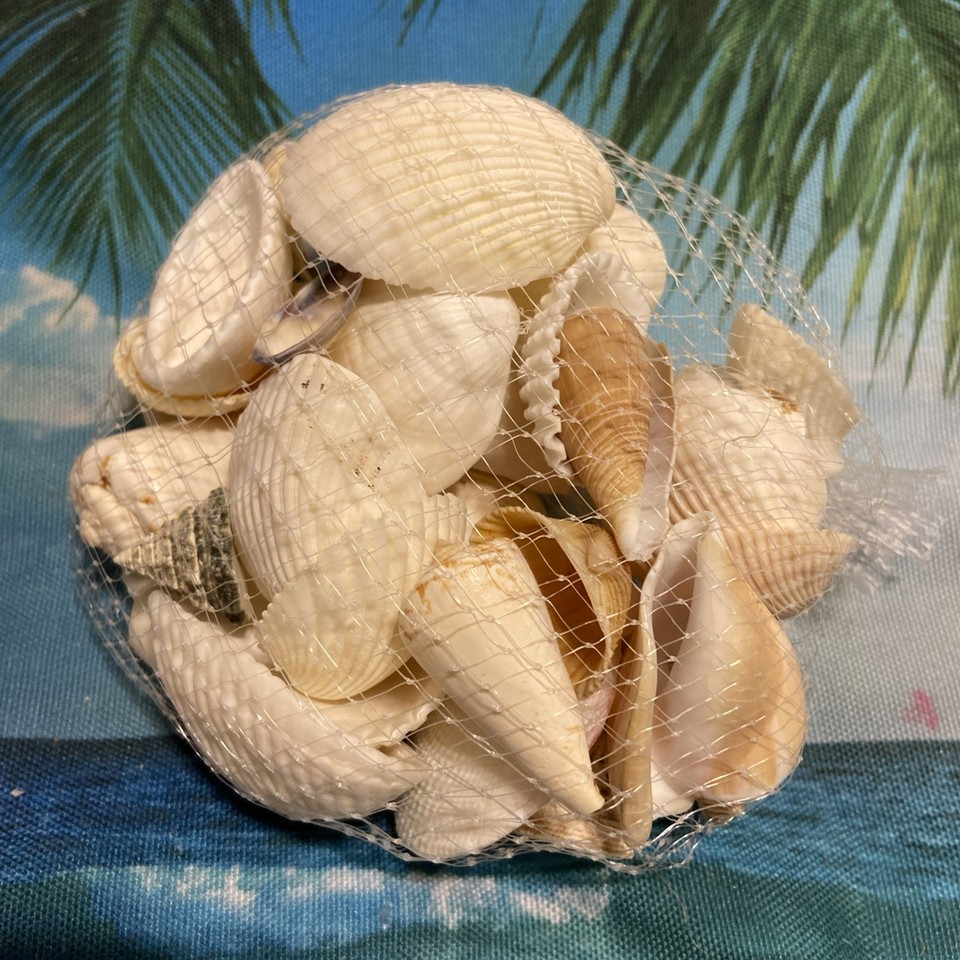 Assorted Natural Seashells, Decor, Crafting Aquarium 1 Pound Mixed ...