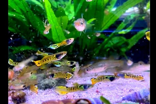 (5) Yellow Tiger Cobra Endlers Fry. livebearer. Easy Freshwater Fish ...