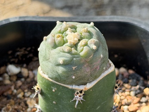 Ariocarpus Astrophytum Aztekium (W Huizache) On Graft 1.29" | eBay