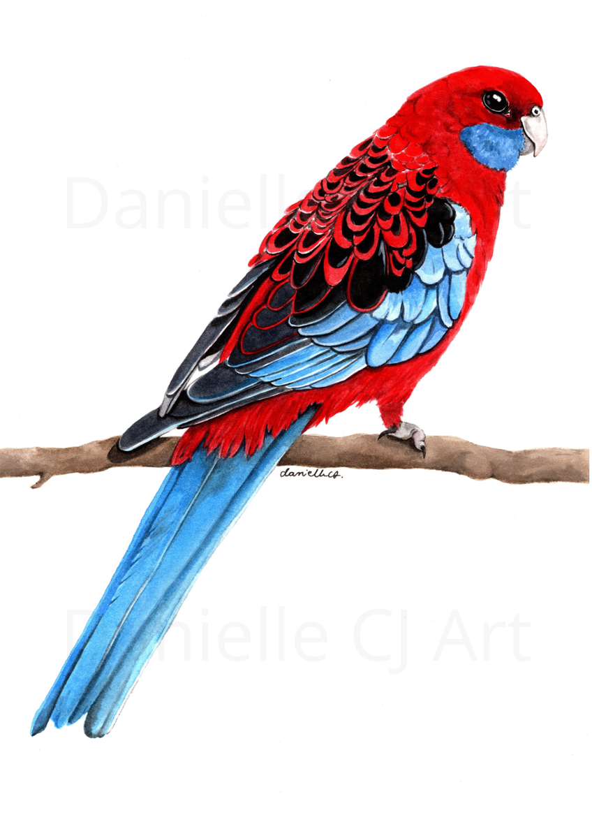 Crimson Rosella