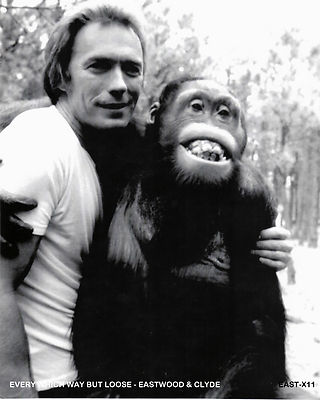 Clint Eastwood & Clyde B&W 8"x10" Photo Copy Every Which Way But Loose ...