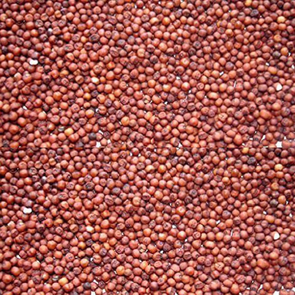 Ragi Seeds