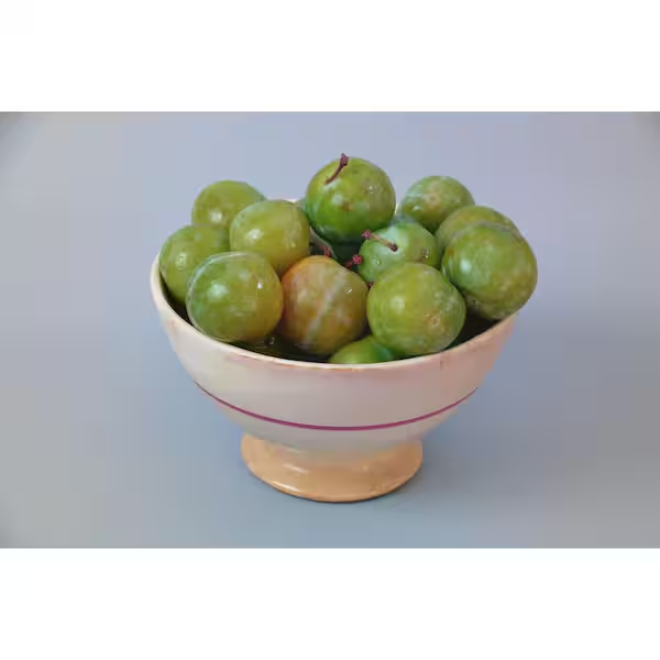 Dwarf Green Gage Plum Tree Bare Root - 3-4 Ft. Tall Rare Green Dessert ...